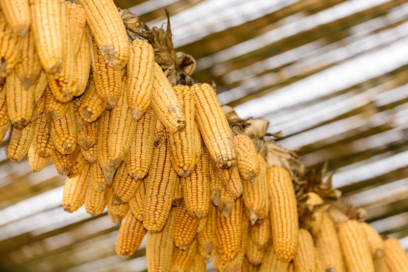 Corn cob stock image. Image of agriculture, green, crop - 75745739