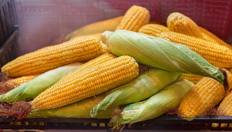 Corn on the cob stock illustration. Illustration of salad - 339977012