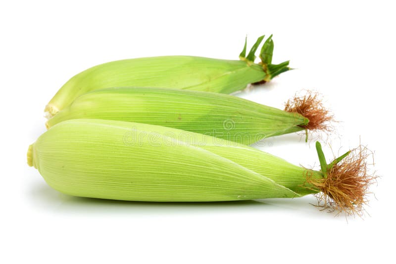 Corn bouquet stock photo. Image of photograph, american - 4416532