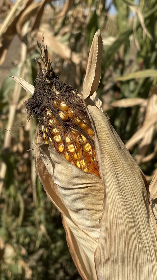 Corn Cob stock photo. Image of bread, harvest, bird - 235149208