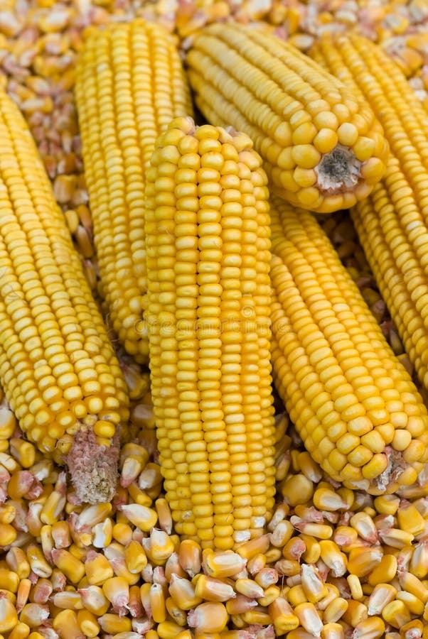 Corn Cob and corn kernel stock image. Image of agriculture - 14983085