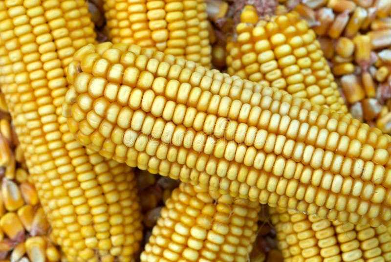 Corn Cob and corn kernel stock image. Image of closeup - 15908641