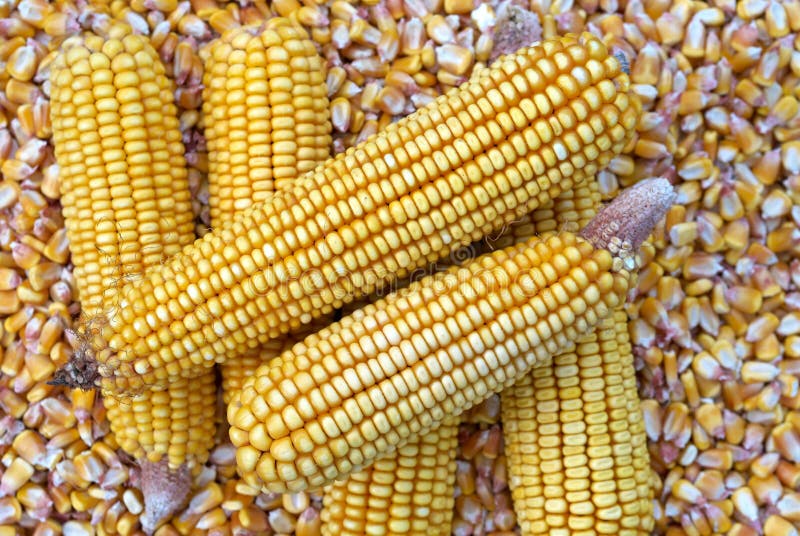 Corn Cob and corn kernel stock image. Image of edible - 15908727