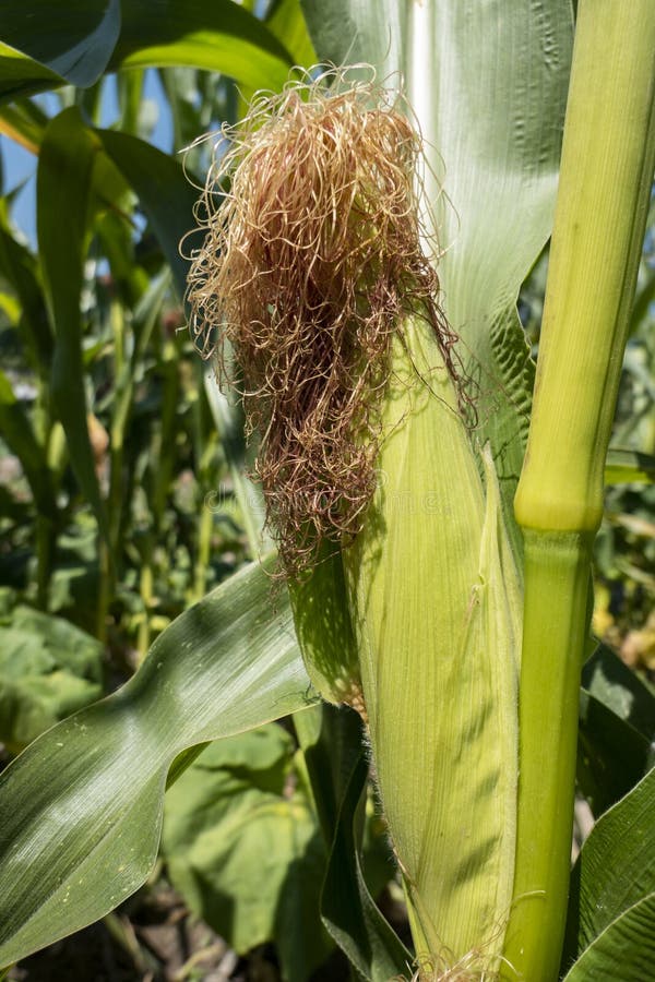 Corn on the Cob in the Vegetable Garden Stock Photo - Image of corn ...