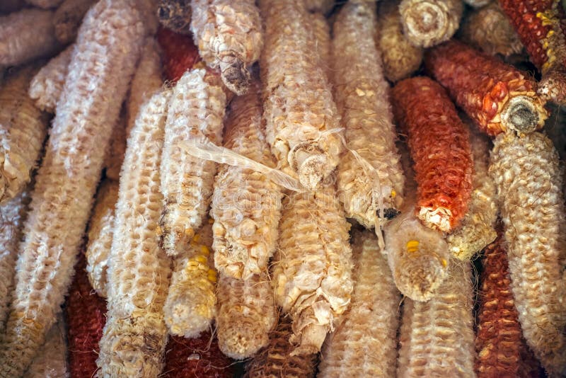 126 Fall Harvest Cornstalk Farm Stock Photos - Free & Royalty-Free ...