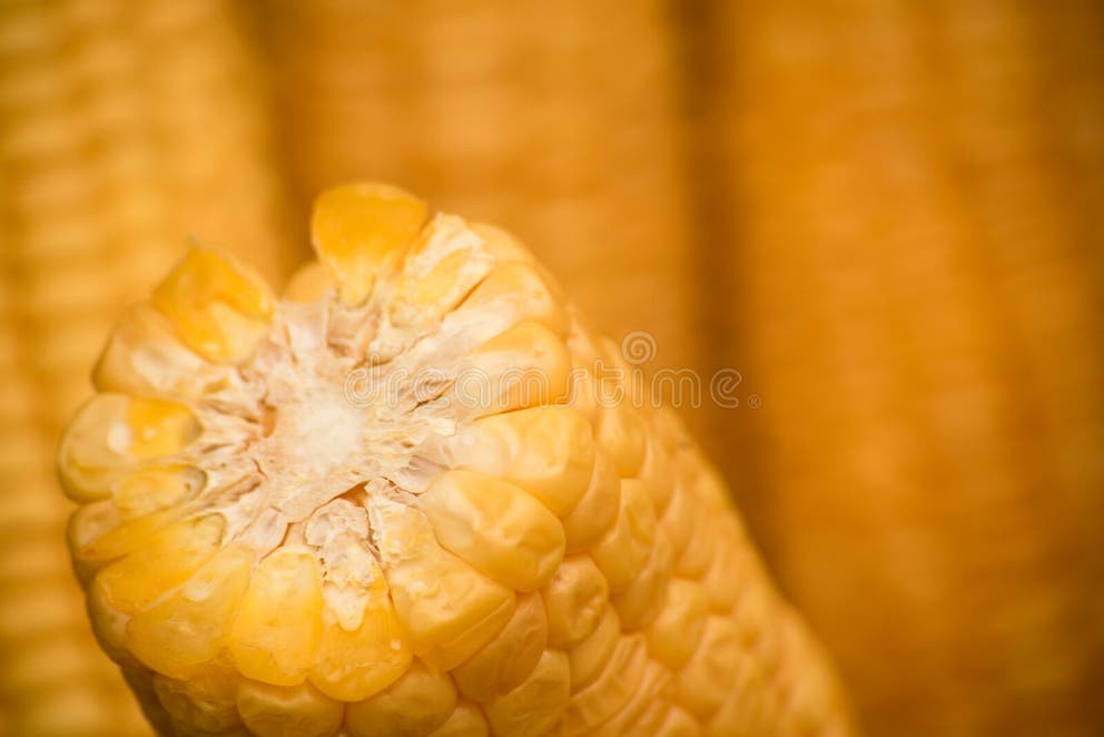 Corn Cob Cross Section is Close Stock Image - Image of cereal, close ...