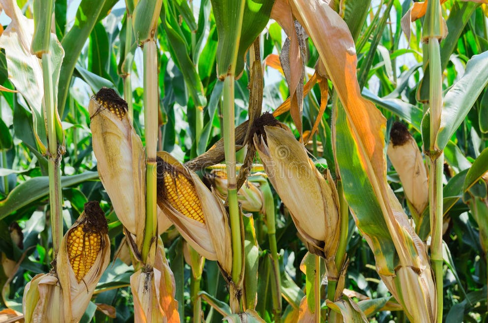 Corn cob stock image. Image of cereal, corn, nutrition - 31941251