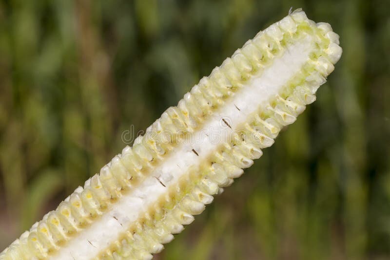 Corn cob cut along stock photo. Image of botanical, cobs - 129412090