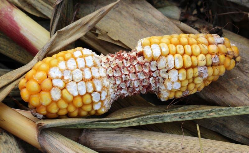 Corn Cob Damaged by Mouse-like Rodents Stock Image - Image of pests ...