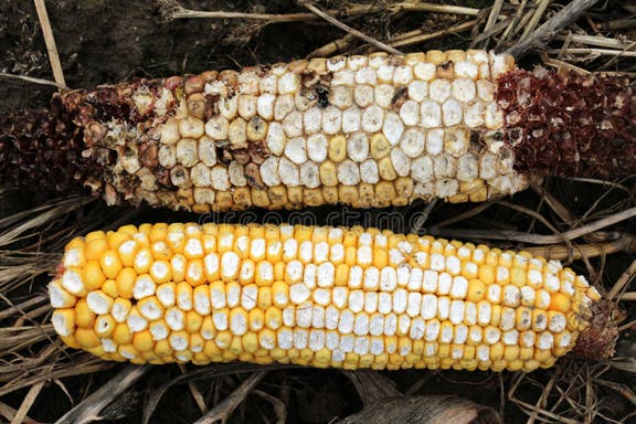 Corn Cob Damaged by Mouse-like Rodents Stock Image - Image of seeds ...