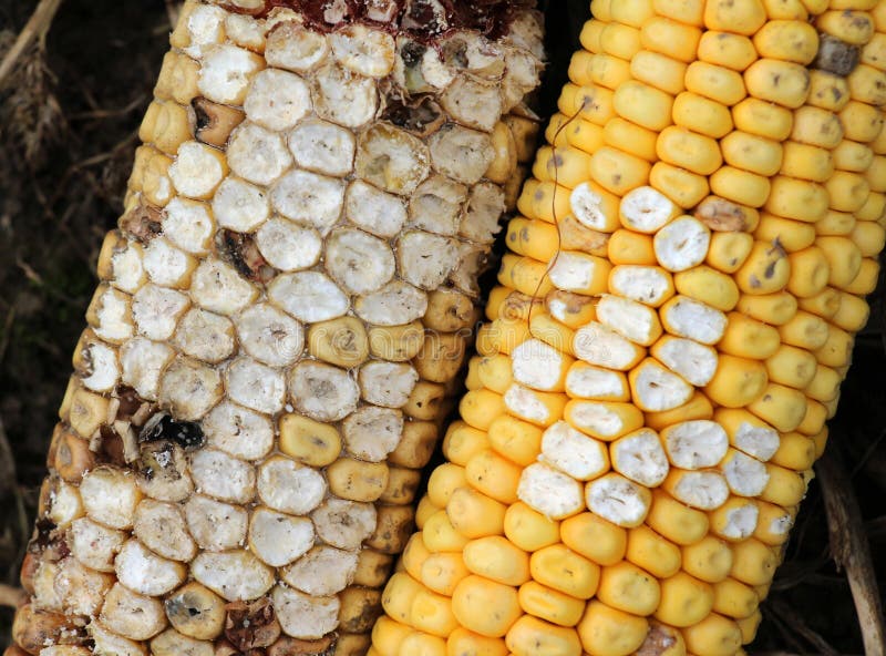 Corn Cob Damaged by Mouse-like Rodents Stock Photo - Image of wild ...