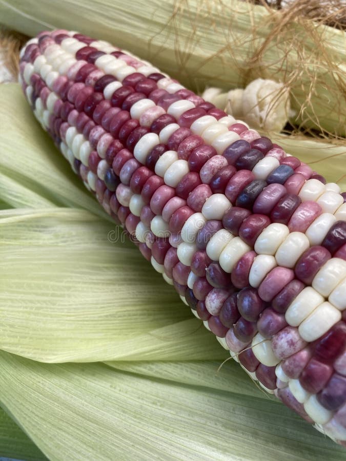 Corn Cob Different Colors Purple White Kernels Stock Photo - Image of ...