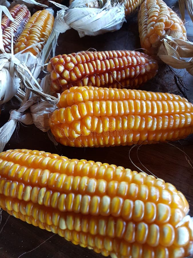 Corn Cob of Different Colors of Tenerife Stock Photo - Image of colors ...