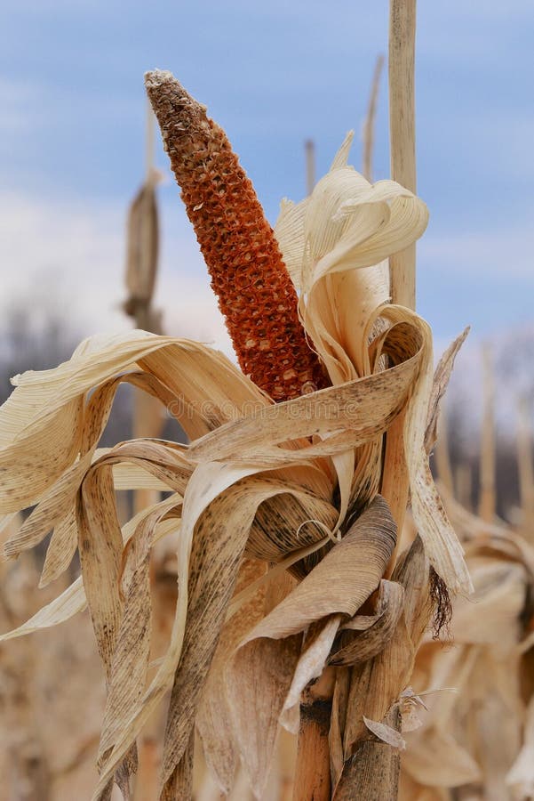 Corn cob on stalk stock photo. Image of renewable, husk - 10667922