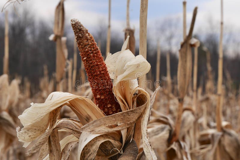 Corn Cob on Dried Stalk stock image. Image of stalk, winter - 54656805