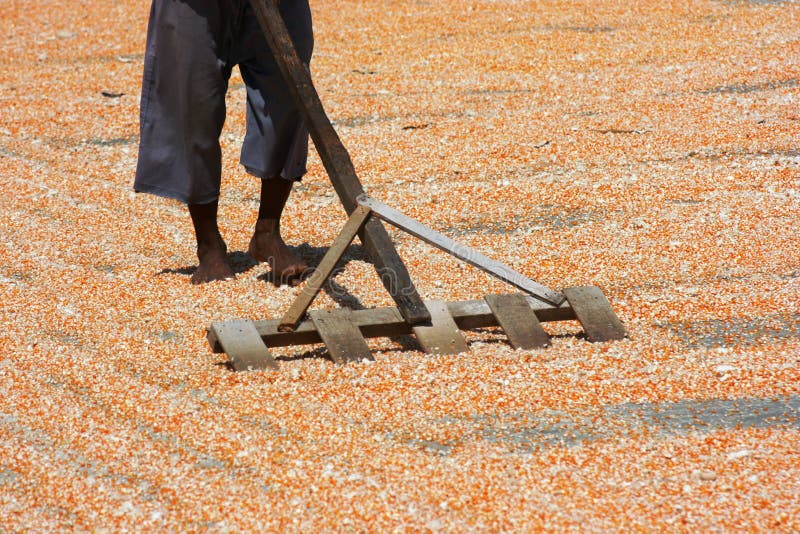 Corn cob drying stock image. Image of hobby, drawing - 46192395