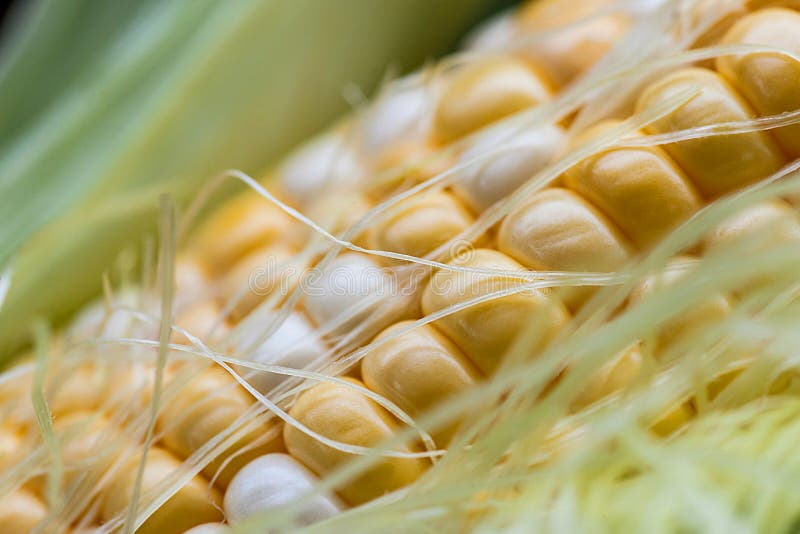 Corn cob extreme closeup stock image. Image of macro - 165938695