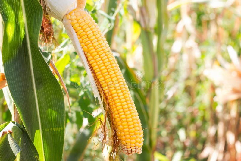 Corn cob in the field stock image. Image of farm, green - 140743617