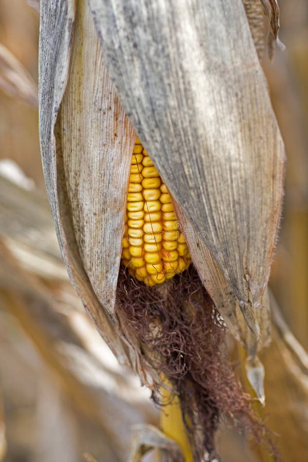 Corn Cob in the Field. Ear of Corn in Autumn before Harvest ...