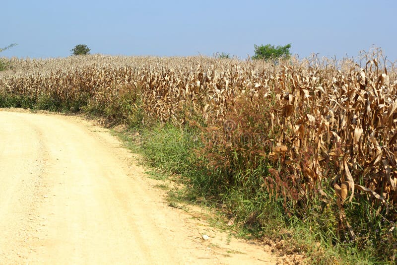 Corn cob on a field stock photo. Image of yellow, summer - 36117712