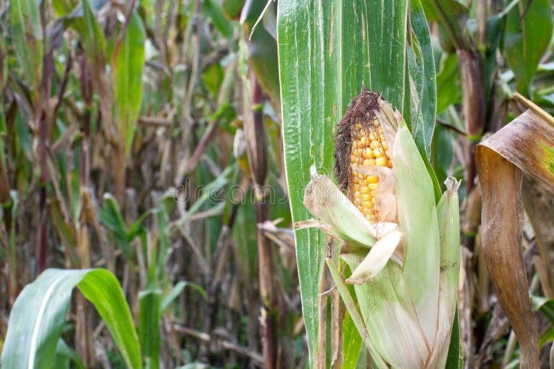 Corn field and corn stock photo. Image of farm, freshness - 57215656