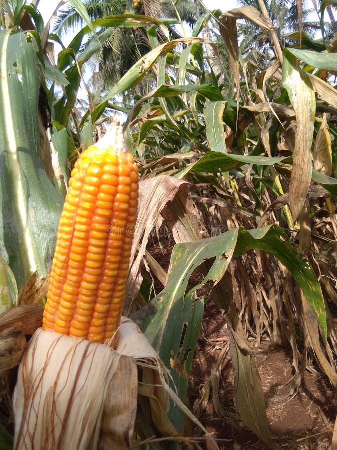 Corn Cob on a Field in Summer Stock Photo - Image of plant, jungle ...