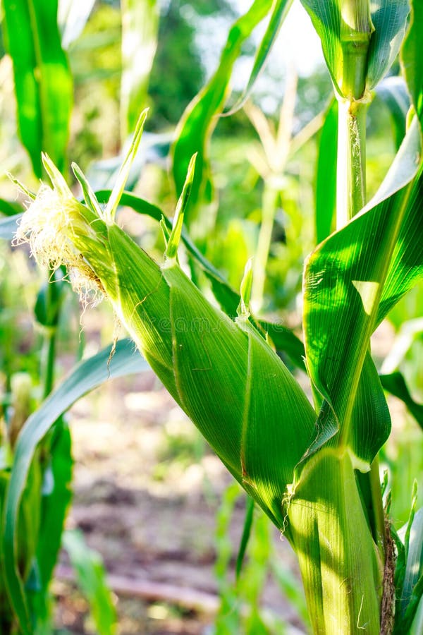 Corn cob on a field stock image. Image of tree, cornfield - 40769973