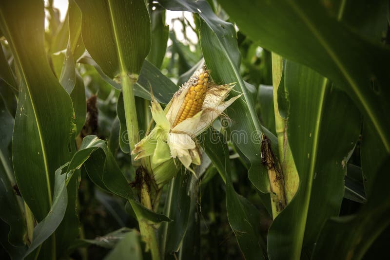 Corn Cob on a Field in Summer Stock Image - Image of natural, corn ...
