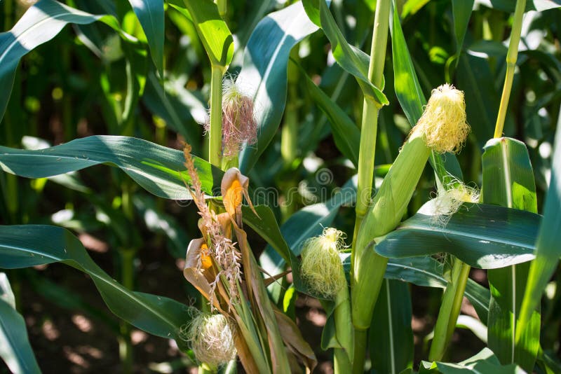 Corn Cob on a Field in Summer Stock Photo - Image of cornfield, country ...