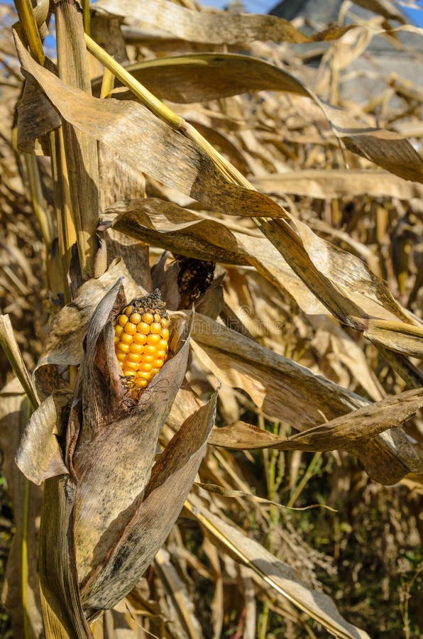 Corn Cob in a Field on Windy Weather Stock Photo - Image of gold, leaf ...