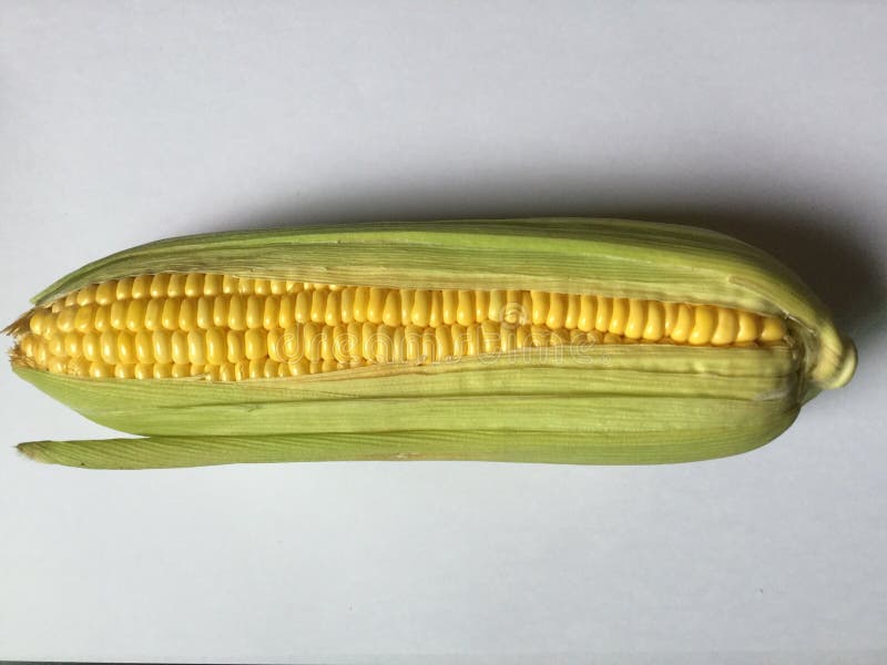 Corn Cob. Fresh. stock image. Image of called, harvest - 121336419 Corn Cob. Fresh. stock image. Image of called, harvest - 121336419