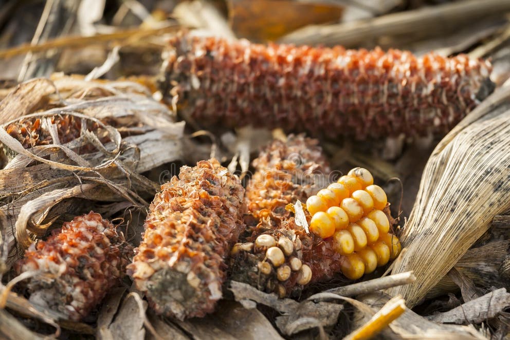Corn on the Cob Gnawed by Animals. Stock Image - Image of brown ...