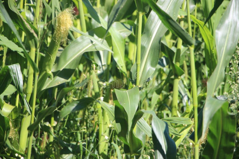 Corn Cob on a Green Field in Summer Time Stock Photo - Image of crop ...