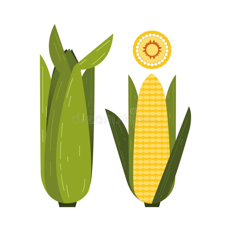 Corn on the cob vector stock vector. Illustration of yellow - 241066387