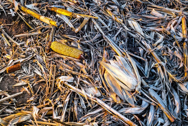 Corn cob on the ground stock image. Image of harvested - 230767705