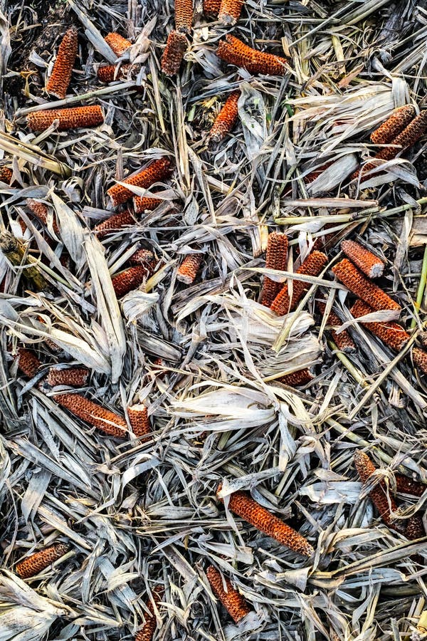 Corn cob on the ground, stock photo. Image of countryside - 230767754