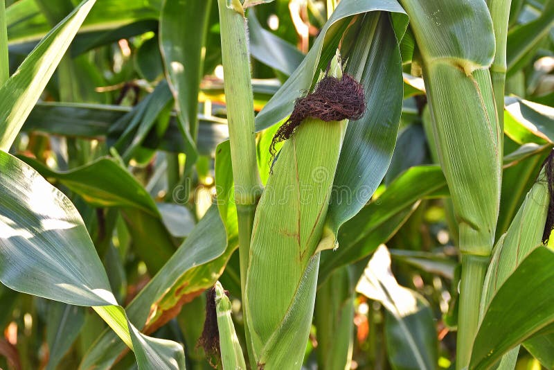 Corn Cob Growing on Corn Plant Stock Image - Image of grow, produce ...