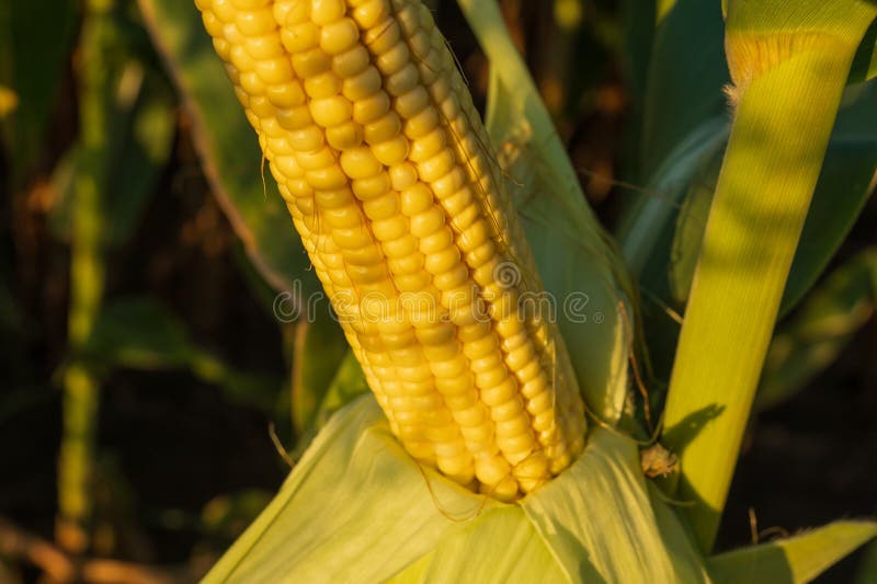 A Corn Cob Grows on a Stalk Stock Photo - Image of cultivated, plant ...