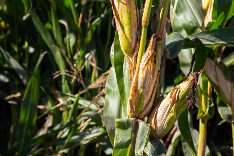 Corn on the Cob before Harvest. Stock Photo - Image of fresh, farming ...