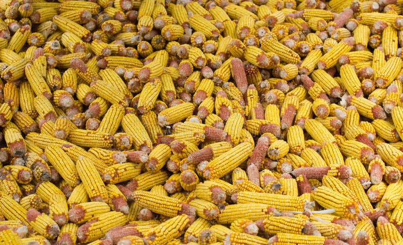 Corn cob stock photo. Image of crop, ingredient, autumn - 32534860