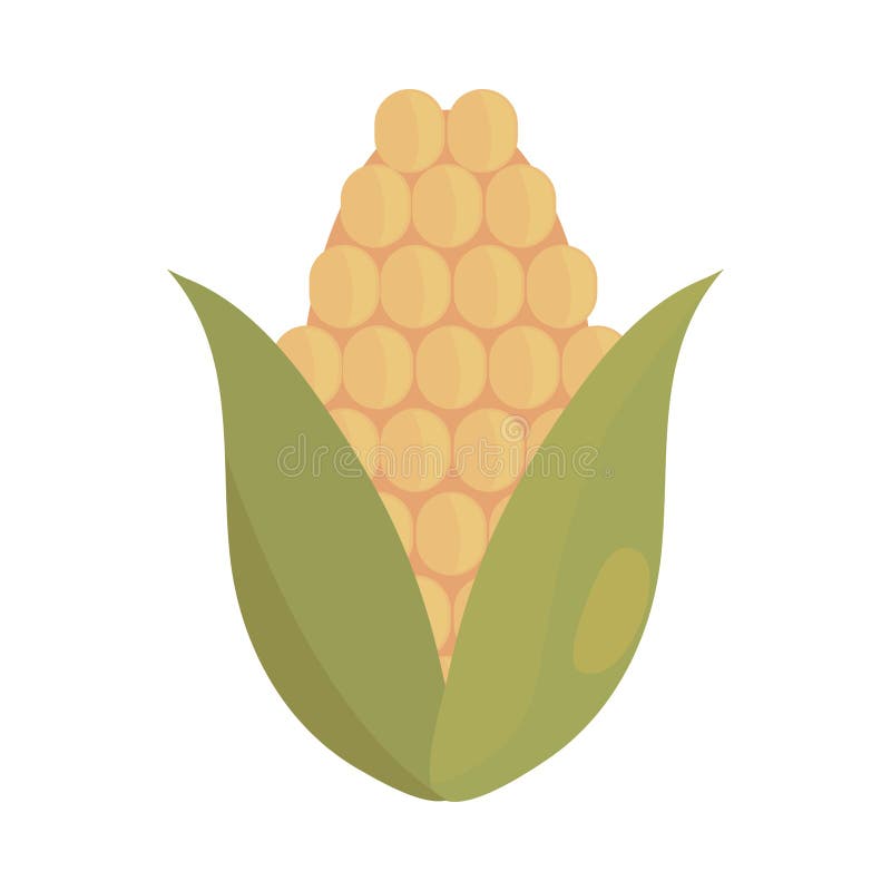 Corn cob icon stock illustration. Illustration of isolation - 258092400
