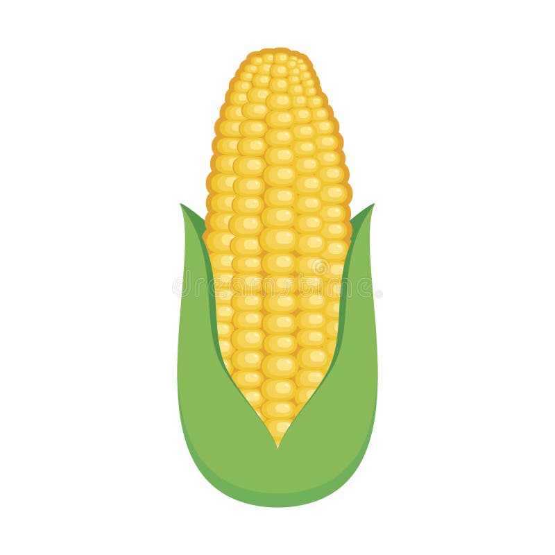 One Yellow Sweet Corn Cob Icon Vector Stock Vector - Illustration of ... One Yellow Sweet Corn Cob Icon Vector Stock Vector - Illustration of ...
