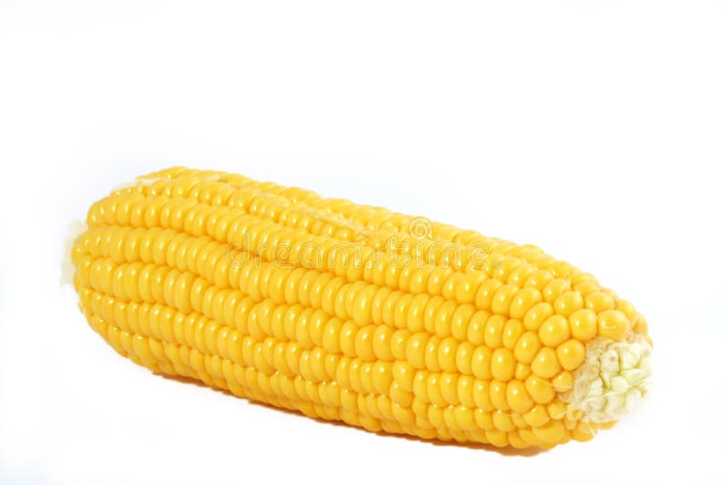 Corn Cob Isolated stock image. Image of veggies, white - 1368351
