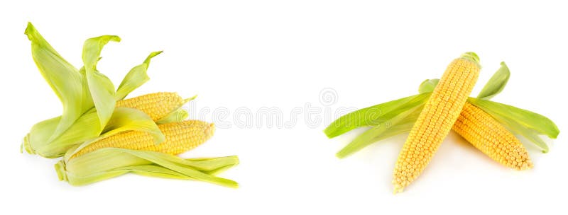 Corn on the Cob Isolated on White Background. Collage. Free Space for ...