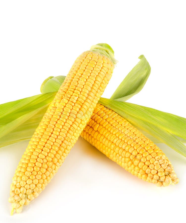 Corn on the Cob Isolated on White . Vertical Photo Stock Image - Image ...