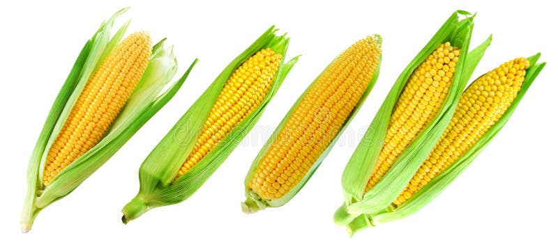 Corn Collection Isolated on White Stock Image - Image of leaf, ripe ...