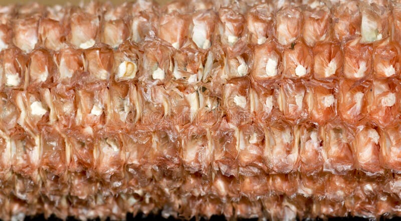 479 Empty Corn Cob Stock Photos - Free & Royalty-Free Stock Photos from ...