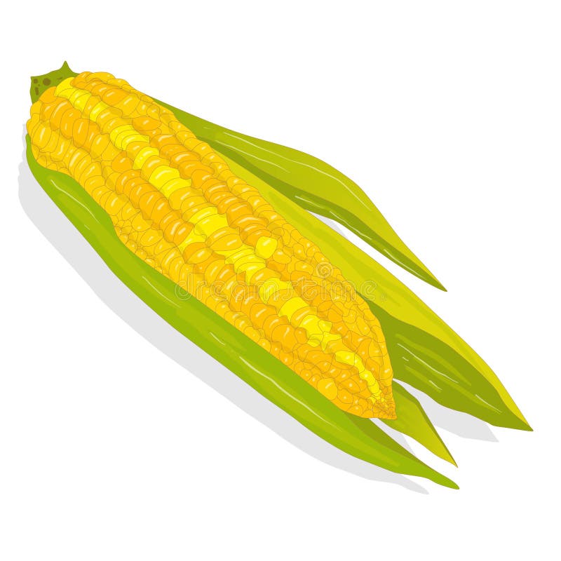 Corn Kernels Stock Illustrations – 516 Corn Kernels Stock Illustrations ...