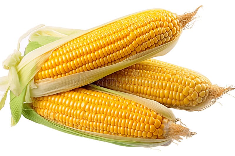 Ear Corn Transparent Stock Illustrations – 272 Ear Corn Transparent ...