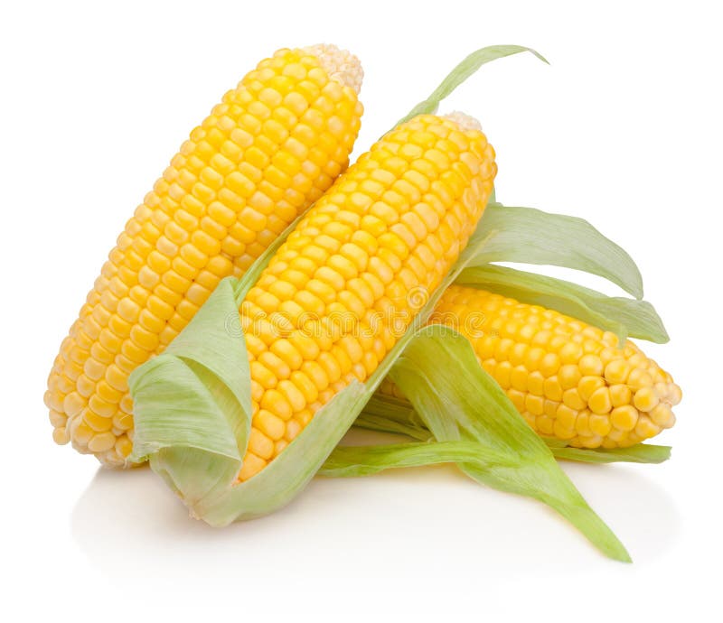 Three Corn Cob Isolated on White Background Stock Photo - Image of crop ...